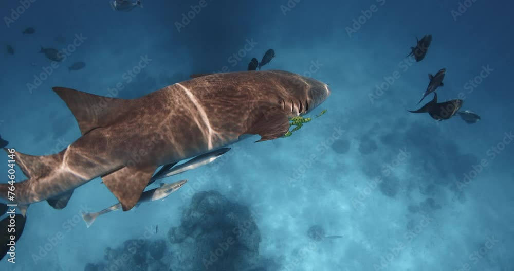 Nurse shark swimming underwater in transparent blue ocean. School of ...