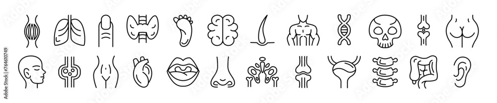Internal organ icon. Anatomy line symbol. Human body system. Liver and ...
