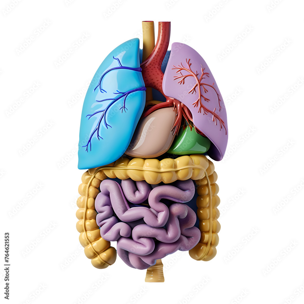 Human Organ System Model: Digestive System - A PNG Cutout Isolated on a ...