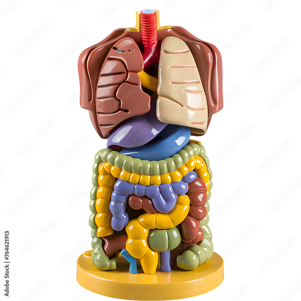 Human Organ System Model: Digestive System - A PNG Cutout Isolated on a ...