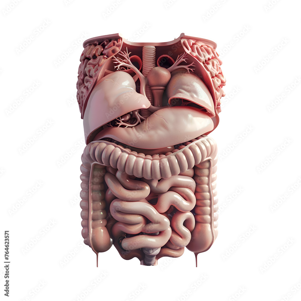 Foto de Digestive System Model - PNG Cutout Isolated on Transparent ...