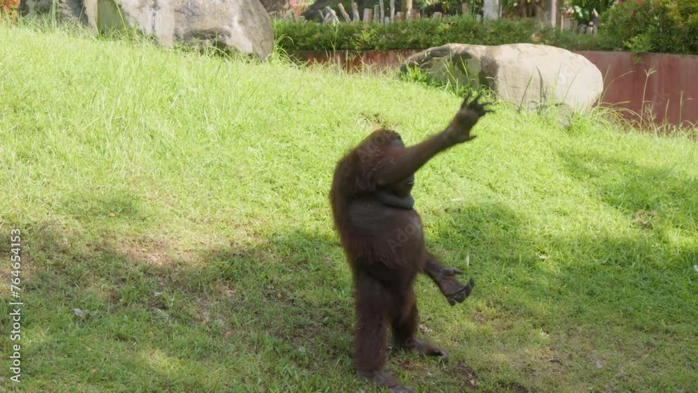 Vidéo Stock Orangutan standing on grass, raising and lowering its arms ...