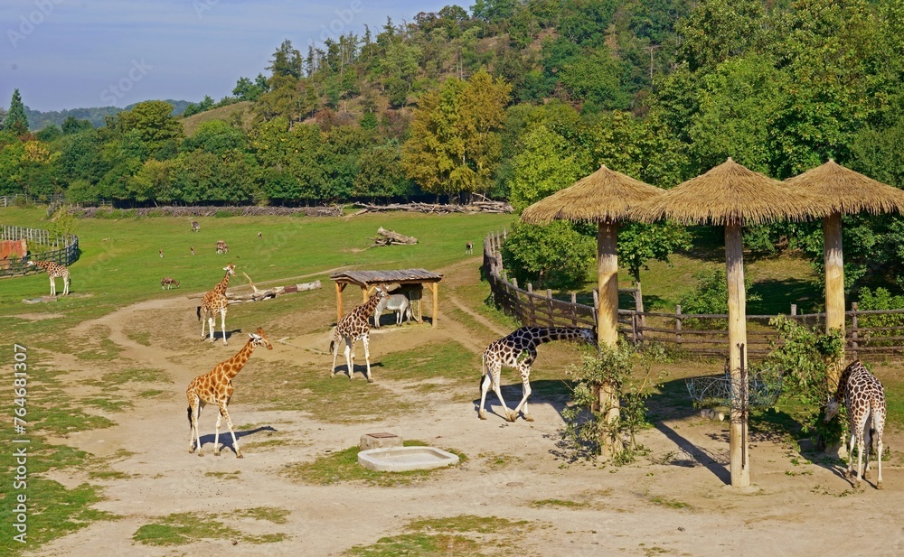 PRAGUE, CZECH REPUBLIC - 2023: Giraffes. Prague Zoo is one of the best ...
