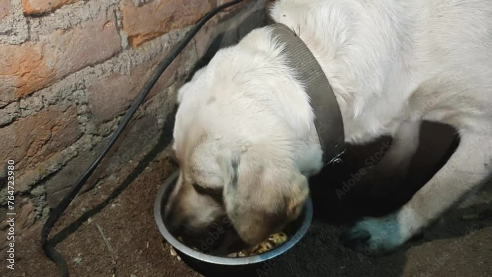 Labrador retriever eating food from bowl next to brick wall Stock-Video ...