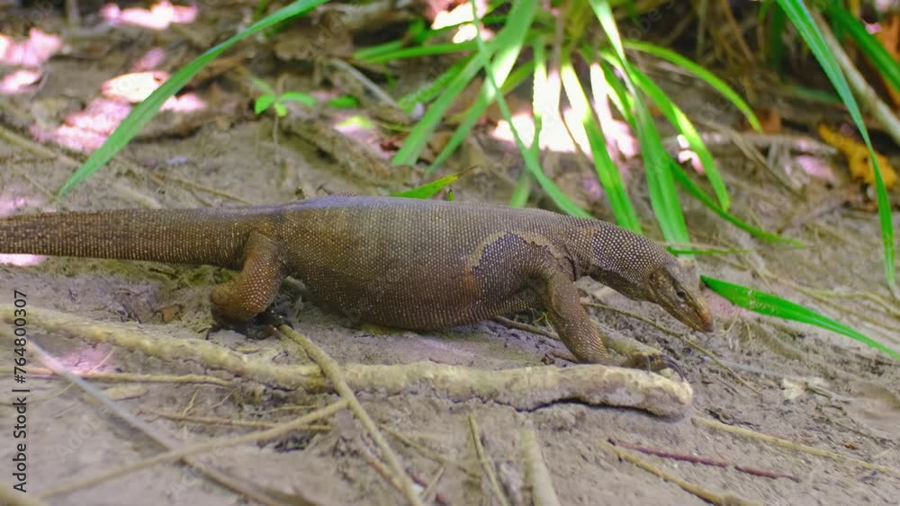 Vidéo Stock Monitor lizard walks on the sand between the trees. Time ...