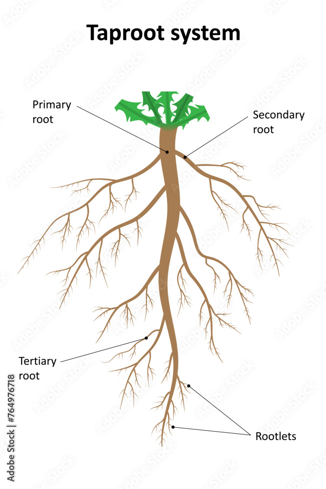 The structure of the taproot system. Labeled diagram. Stock Vector ...