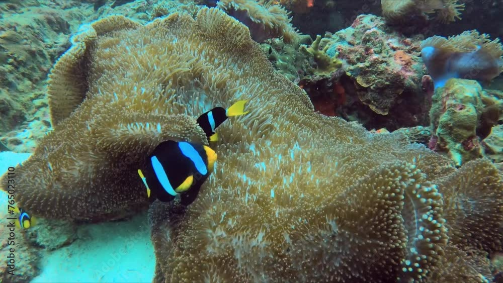 Vidéo Stock Big Nemo clownfish anemonefish family in anemone colorful ...