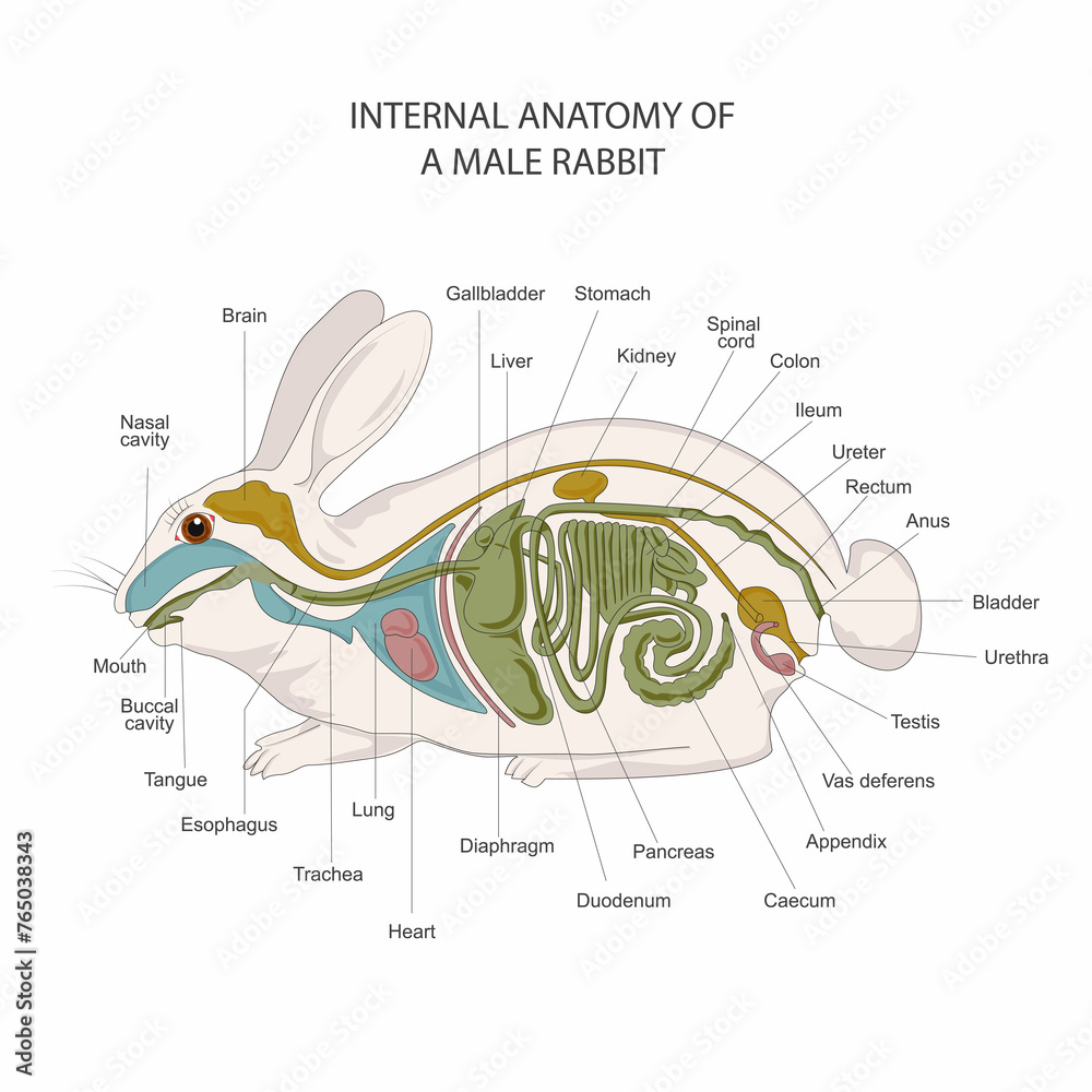 Internal anatomy of a male rabbit. Rabbit digestive system. Vector ...