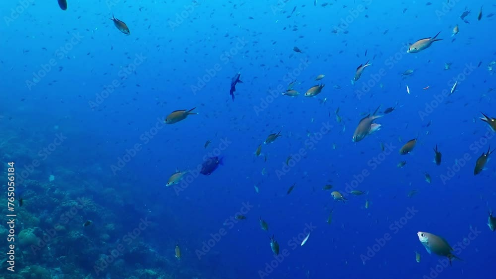 School of feeding fish in the deep ocean. Scuba diving, underwater ...
