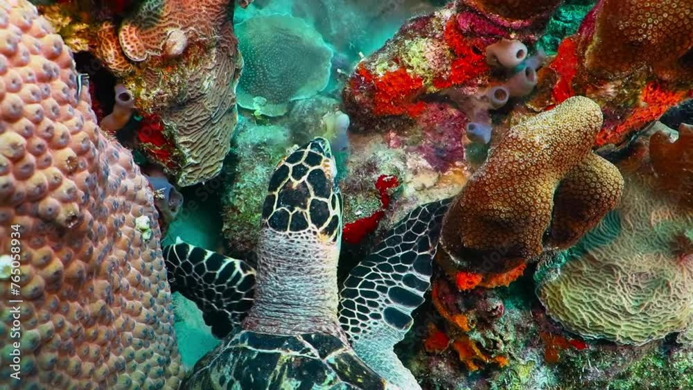 Sea turtle and colorful reef. Turtle feeding on the corals. Underwater ...