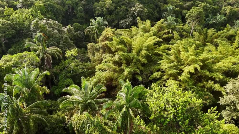 Paisaje aéreo de un bosque húmedo tropical con montañas de fondo en el ...