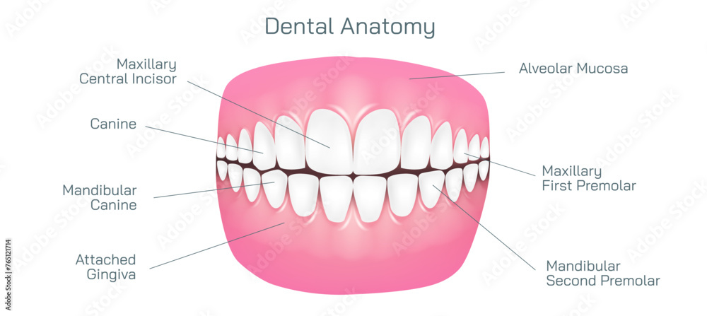 Dental anatomy and physiology. Brightening and whitening of teeth ...