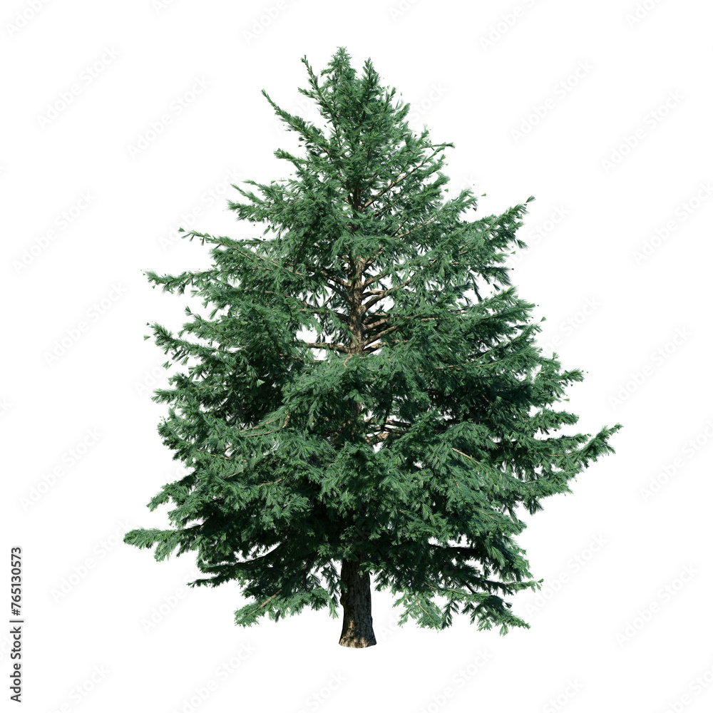 Cedrus deodara tree, the deodar cedar, Himalayan cedar, or deodar. Tree ...