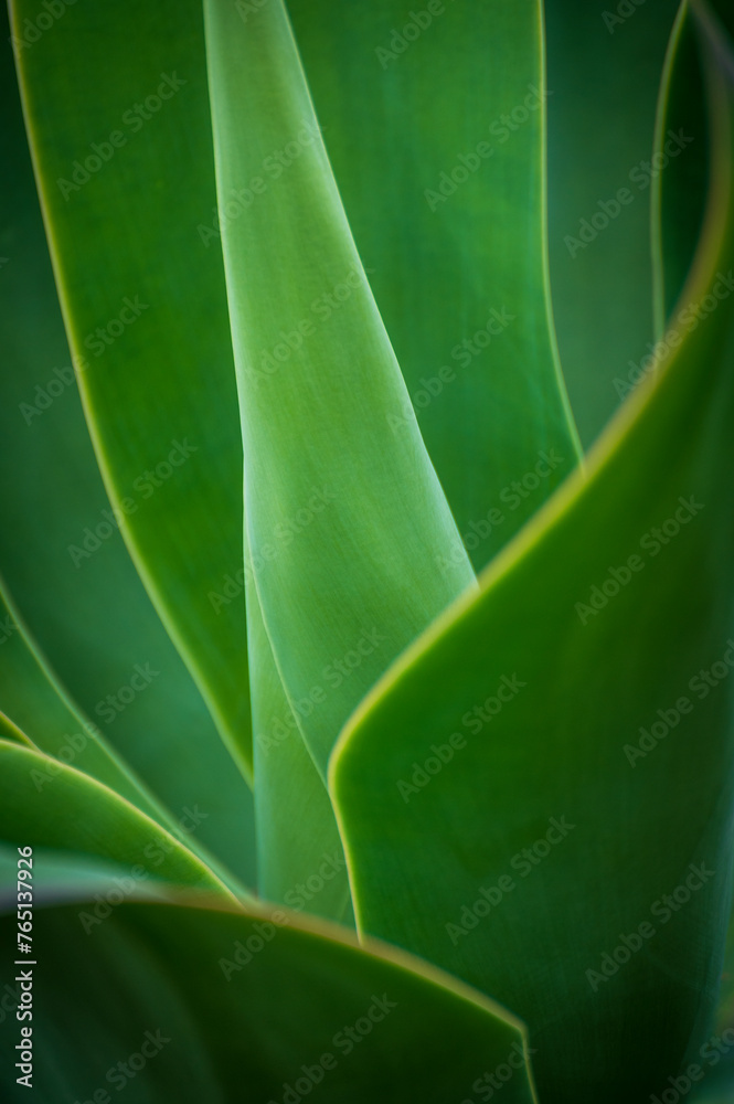 Closeup detail shot of succulent plant creating interesting lines and ...
