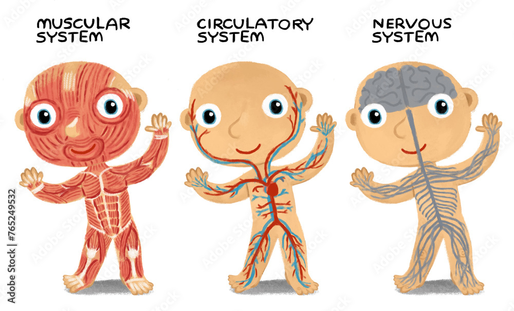 cartoon scene with young boy as anatomy model of body parts on white ...