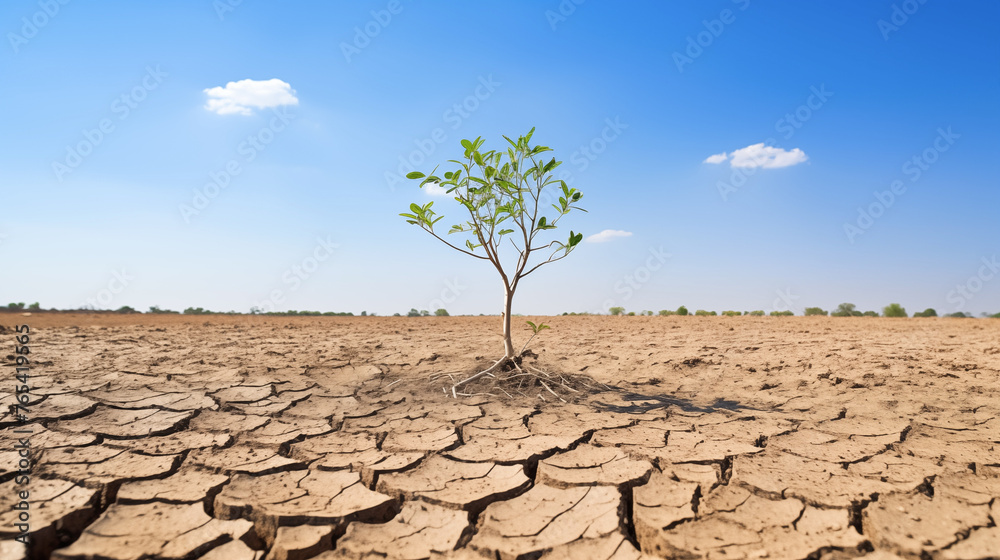 A tree surviving in dry, polluted soil, growing amidst cracked ground ...