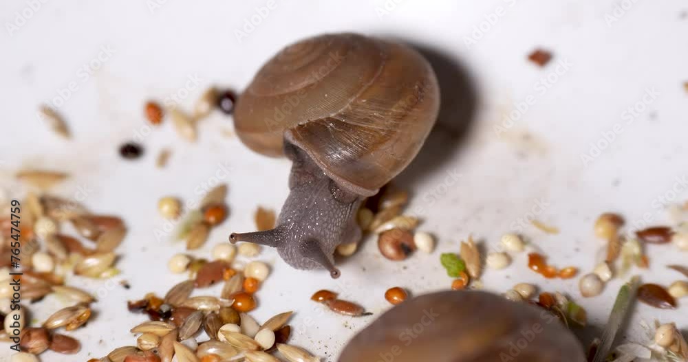 Snail skin texture close-up. Snails are crustacean land animals in the ...