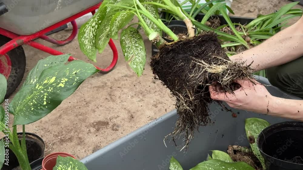 Man worker replanting Diffenbachia plants into new pot, cleaning roots ...