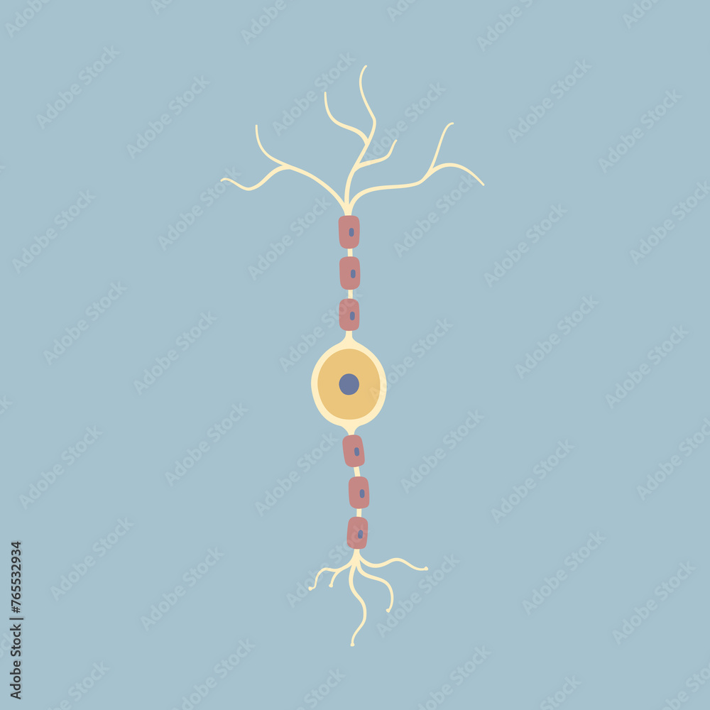 Human Brain bipolar neuron nerve cell. Synapses, myelin sheat, cell ...