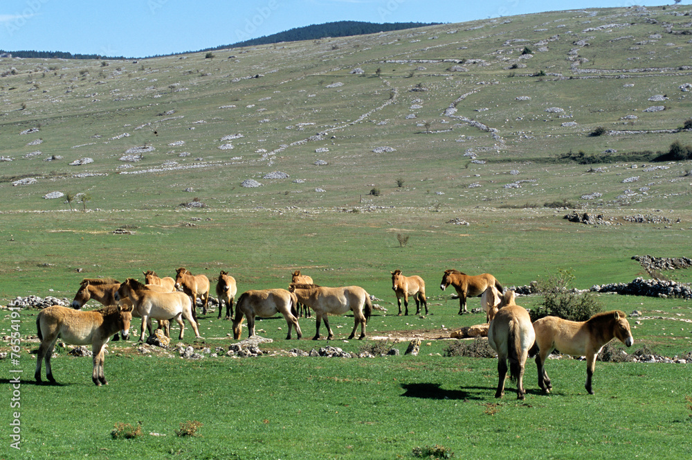 cheval de Przewalski, equus przewalski, site de reproduction, Causse ...