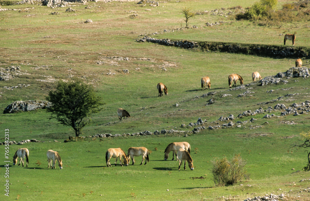 cheval de Przewalski, equus przewalski, site de reproduction, Causse ...