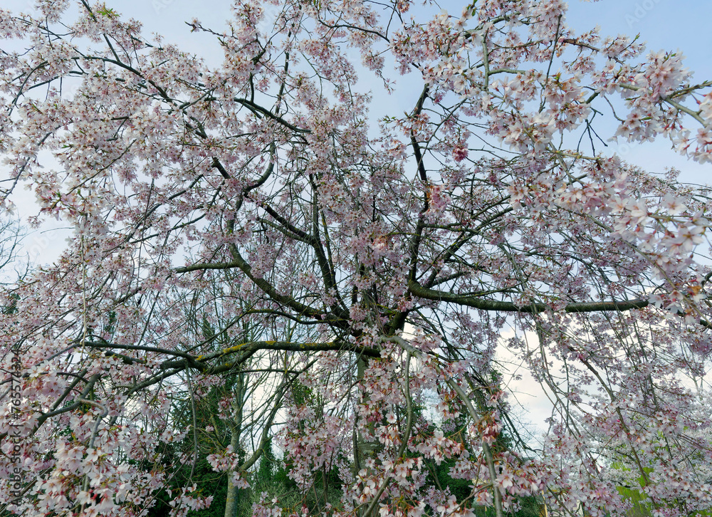 (Prunus subhirtella 'Pendula') Weeping Higan Cherry or winter-flowering ...