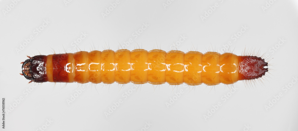Wireworm, larva of Mouse grey Click Beetle (Agrypnus murinus ...