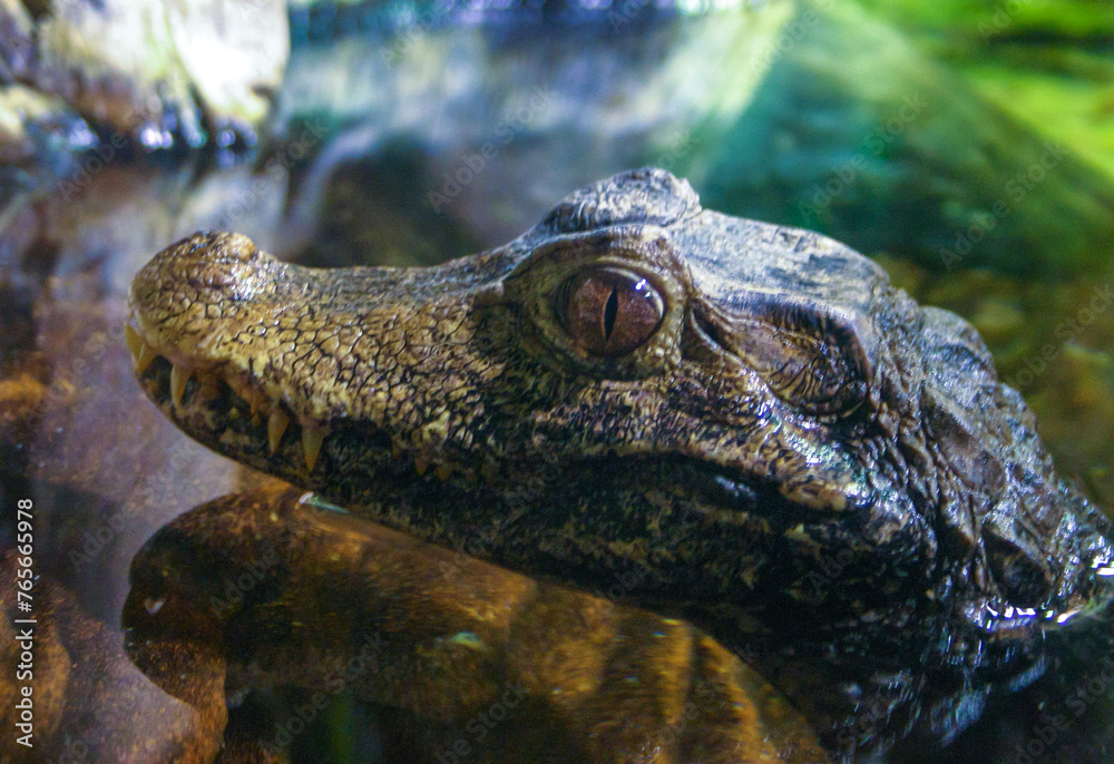 Cuvier Dwarf Caiman or Musky Caiman (Paleosuchus palpebrosus), young ...
