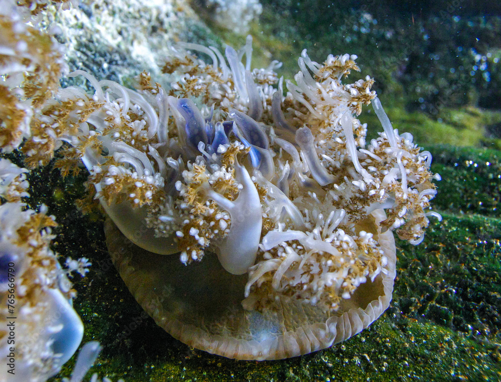 Upside-down jellyfish - Cassiopea andromeda - mangrove jellyfish ...