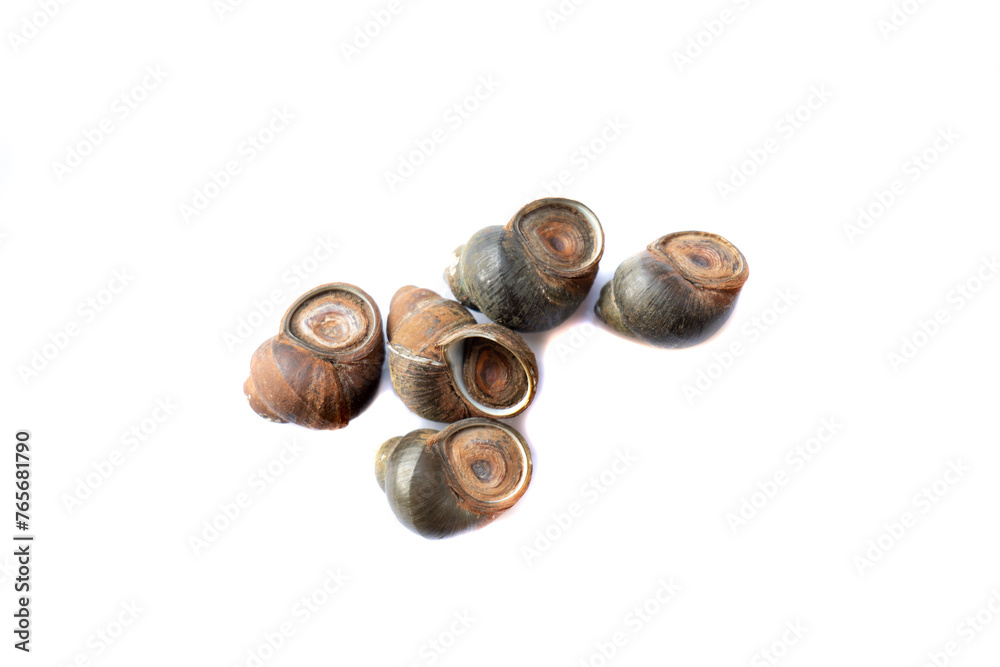 Periwinkle traditional food in Thailand ,Periwinkle on white background ...