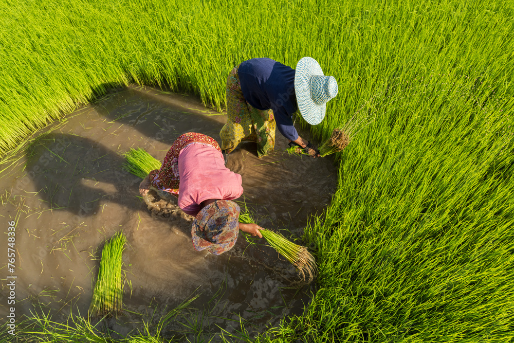 Two Asian woman rice farmer working and kick off the ground at green ...