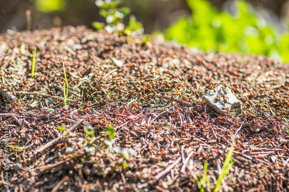 Ants nest. Fire ants crawling on the ant hill. Close up or macro shot ...