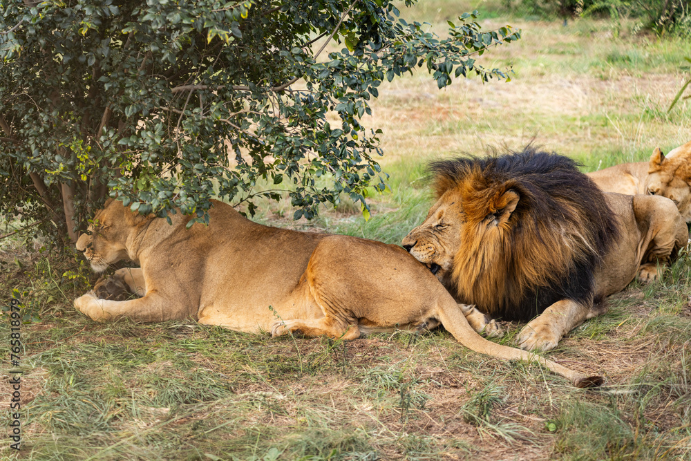 A lion is grooming and nibbling on his lioness wife under a bush in the ...