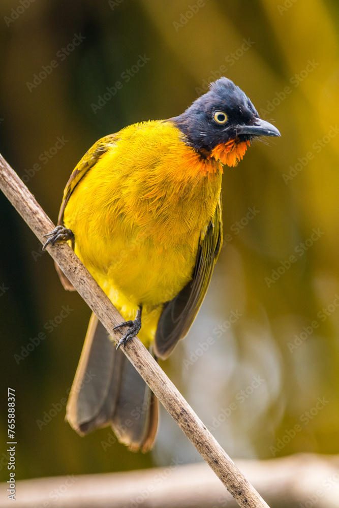 The ruby-throated bulbul (Rubigula dispar), or yellow bulbul, also ...