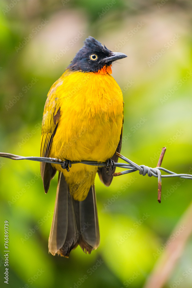 The ruby-throated bulbul (Rubigula dispar), or yellow bulbul, also ...