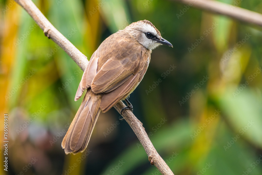 The yellow-vented bulbul (Pycnonotus goiavier), or eastern yellow ...