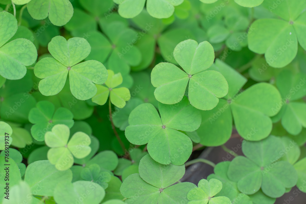Three leaf white creeping clover. Background of natural grass green ...