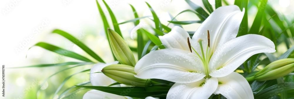 Elegant funeral lily on white background with generous space for custom ...