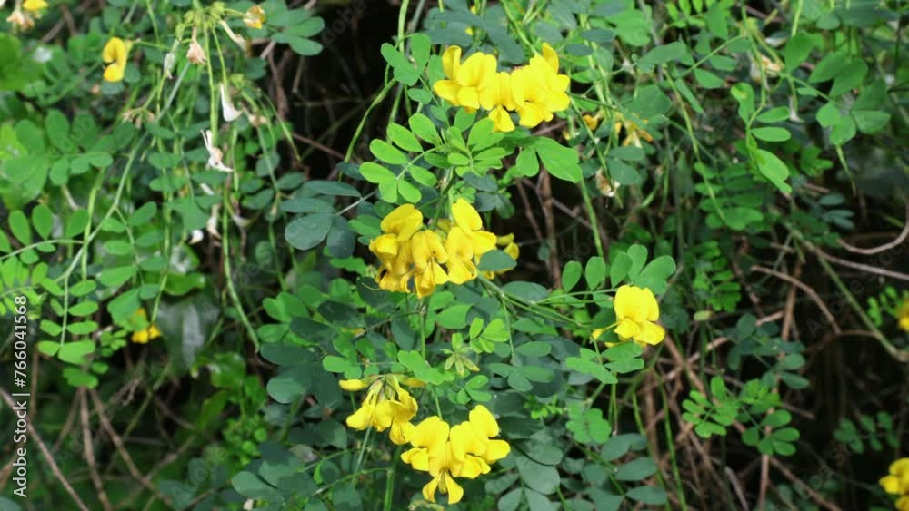 Hippocrepis (Coronilla) emerus, the scorpion senna, is a species of ...