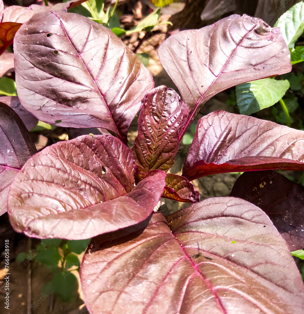Red spinach. plant family Amaranthaceae. Amaranthus dubius, the red ...