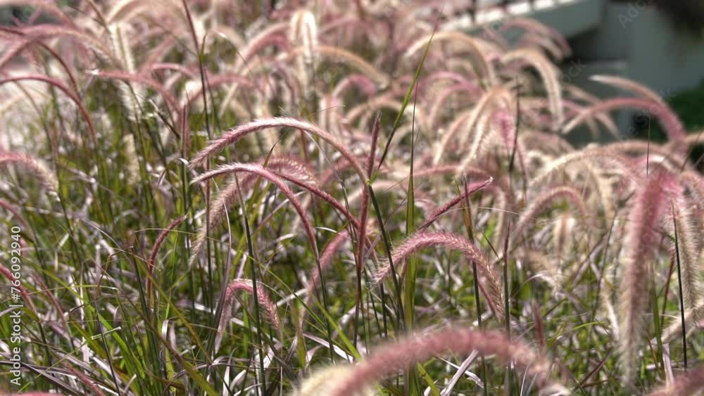 Close up, slow motion of Purple Fountain Grass or Pennisetum setaceum ...