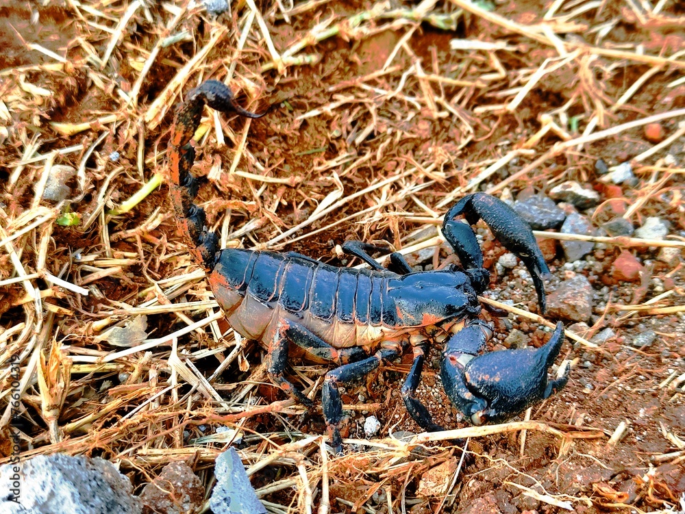 Scorpions are a group of animals with eight legs in the order ...