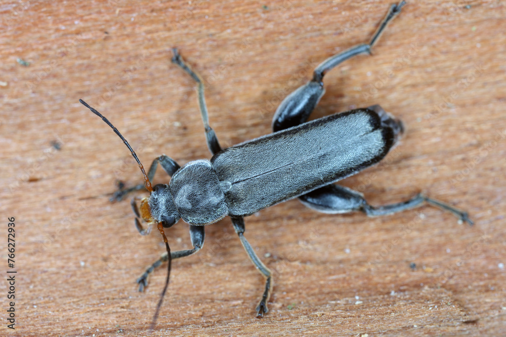Osphya bipunctata, rare and locally occurring beetle of the family ...
