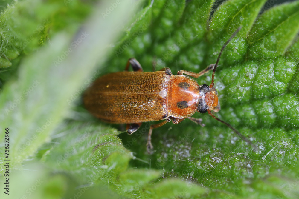 Osphya bipunctata, rare and locally occurring beetle of the family ...
