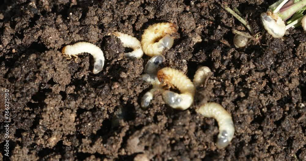 May Beetle Larvae Infestation: Tackling the Issue Head-On for a ...