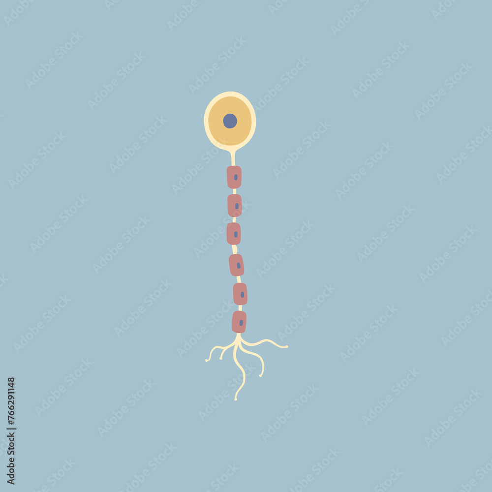 Human Brain unipolar neuron nerve cell. Synapses, myelin sheat, cell ...