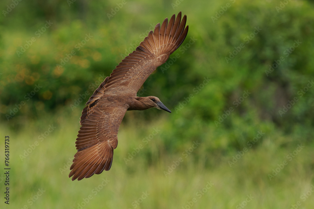 Hamerkop - Scopus umbretta medium-sized brown wading bird. It is the ...