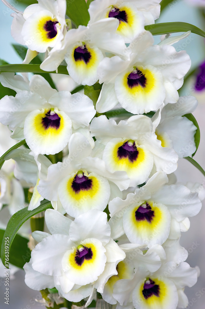 Dendrobium Snow Kiss 'Cielo' SSM/JOGA, a Yamamoto type dendrobium medal ...
