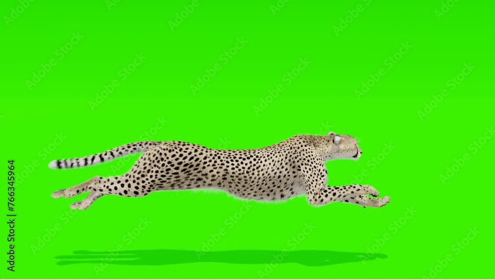 Mesmerizing footage: Majestic cheetah in motion against a dynamic green ...