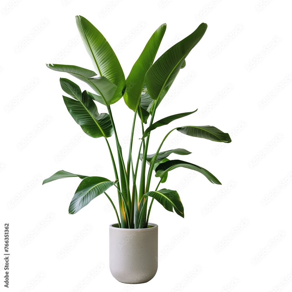 Strelitzia Plant, no background, png, with or without shadow Stock ...